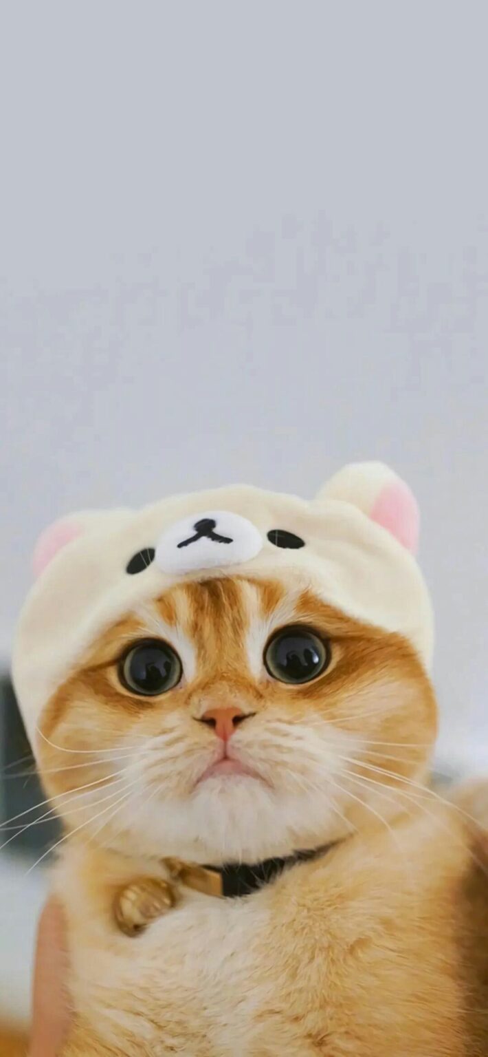 30+ Wallpaper Kucing Aesthetic Paling Lucu dan Imut