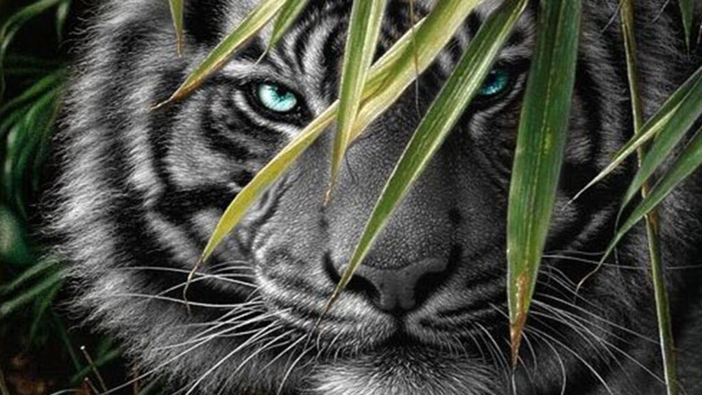27+ Wallpaper Gambar Macan Putih Marah 3D Terbaru
