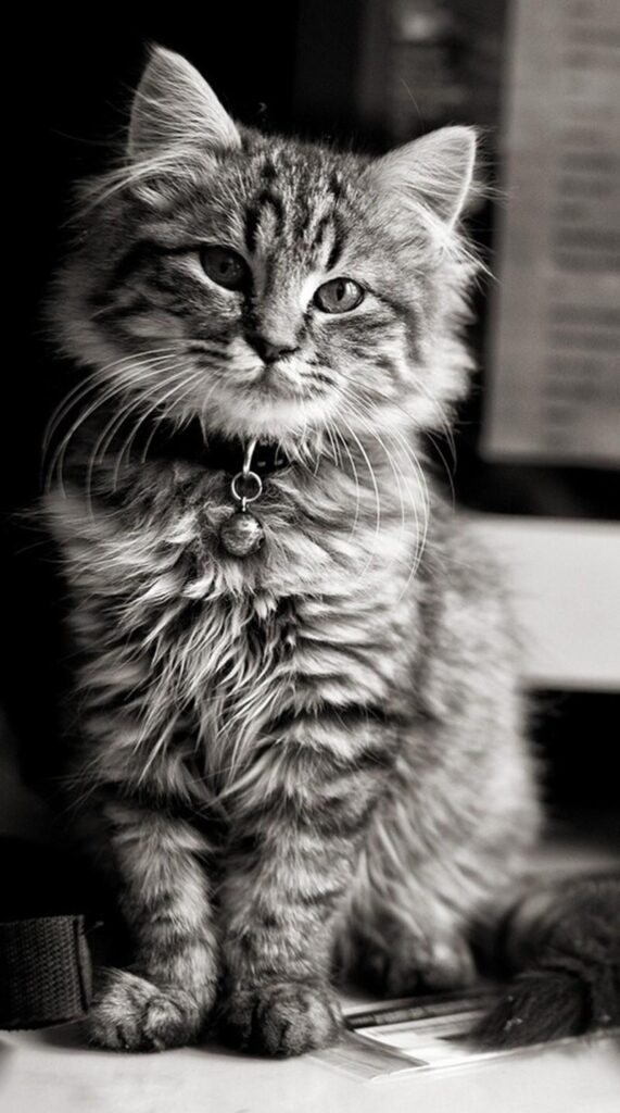 30+ Wallpaper Kucing Aesthetic Paling Lucu dan Imut