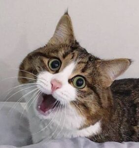 30+ Wallpaper Kucing Aesthetic Paling Lucu dan Imut