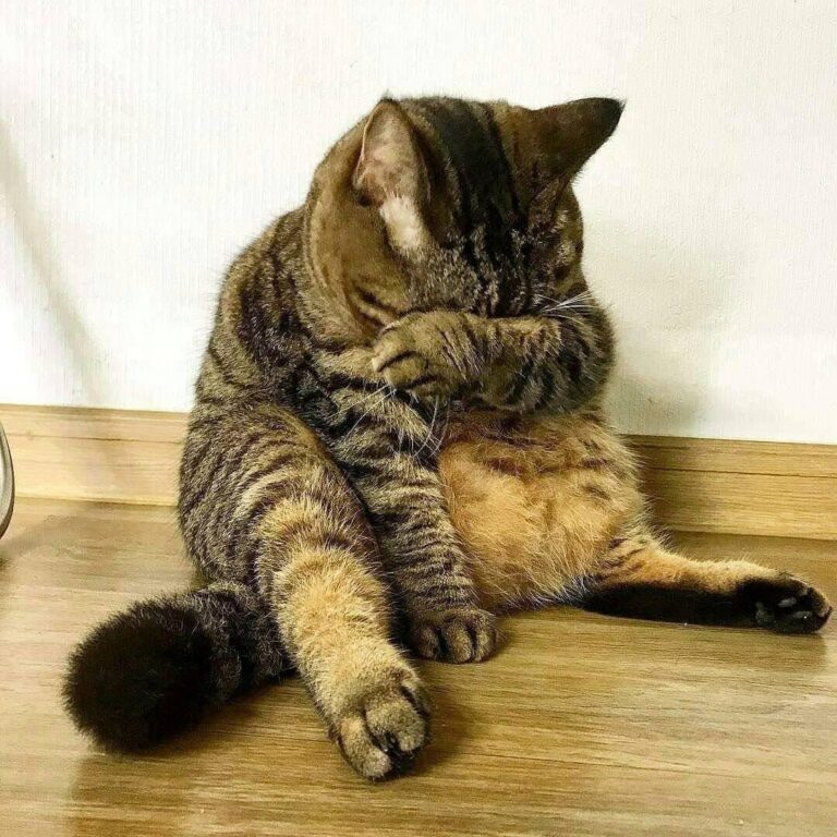 30+ Wallpaper Kucing Aesthetic Paling Lucu dan Imut