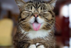 30+ Wallpaper Kucing Aesthetic Paling Lucu dan Imut