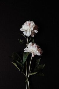 40+ Wallpaper Hitam Aesthetic Paling Keren, Polos dan Elegan