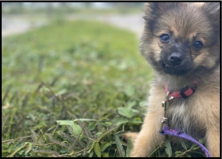 15+ Makanan Anjing Mini Pom Umur 2 Bulan Sampai Dewasa