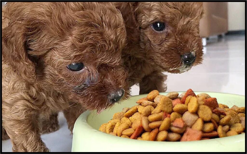 9 Cara Membuat Makanan Anjing Dari Nasi Dengan Benar