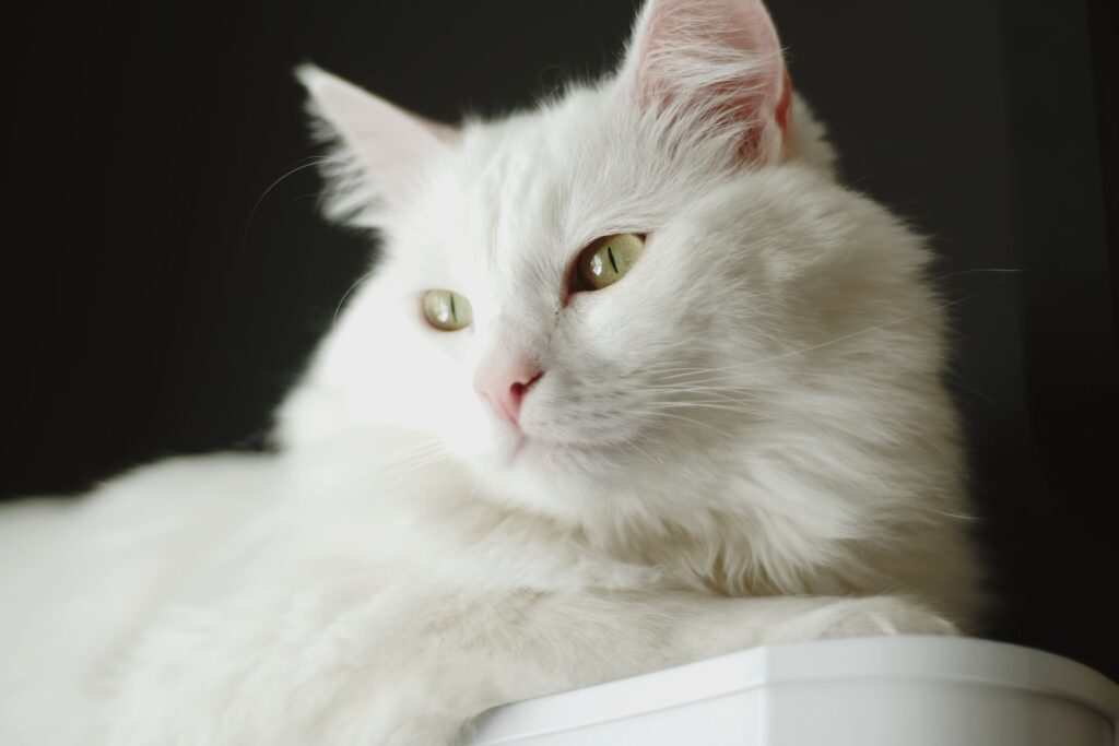 25+ Wallpaper Kucing Lucu Pink dan Warna Lainnya