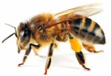 40+ Contoh Foto Close Up Terbaru 2024