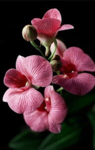 40+ Contoh Foto Close Up Terbaru 2024