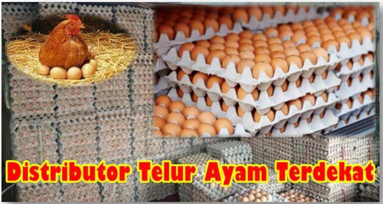 35+ Distributor Telur Ayam Terdekat Di Semua Kota Di Indonesia