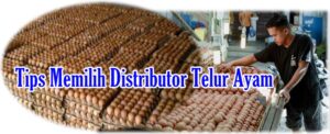 35+ Distributor Telur Ayam Terdekat Di Semua Kota Di Indonesia