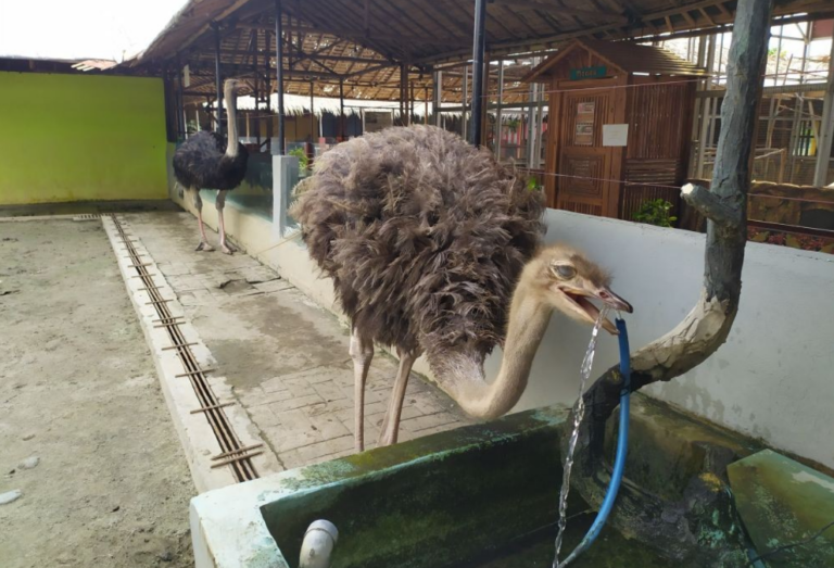 Info Harga Burung Unta 2024 : Anakan, Remaja, Dewasa