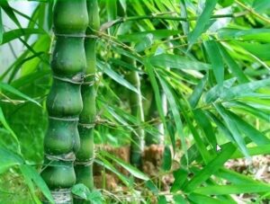 Daftar Harga Bambu Per Batang Berdasarkan Jenis Dan Ukurannya