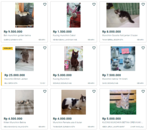 Daftar Harga Kucing Munchkin Anakan dan Dewasa