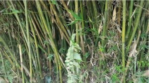 Daftar Harga Bambu Per Batang Berdasarkan Jenis Dan Ukurannya