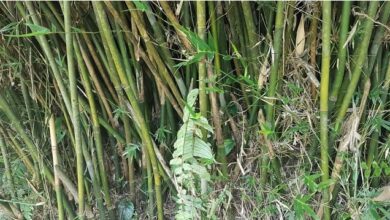 Daftar Harga Bambu Per Batang Berdasarkan Jenis Dan Ukurannya