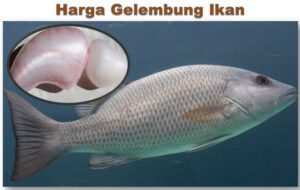 Daftar Harga Gelembung Ikan Berdasarkan Jenis dan Ukuran